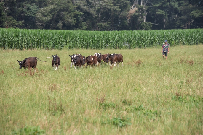 SunLive - Waikato couple fulfils small farm dream - The Bay's News First