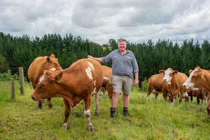 Coast & Country - Over 30 years of perfecting the Simmental breed