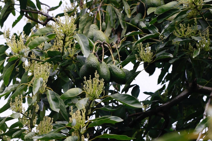 SunLive - Healthy avocados critical for long journey market - The Bay's ...