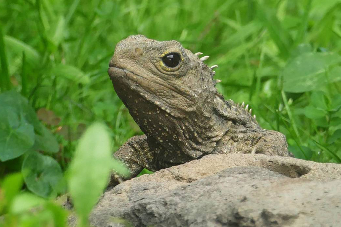 SunLive - Secrets to tuatara‘s long life revealed - The Bay's News First
