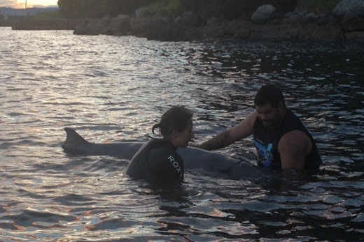 SunLive - Whale dies at Pilot Bay - The Bay's News First