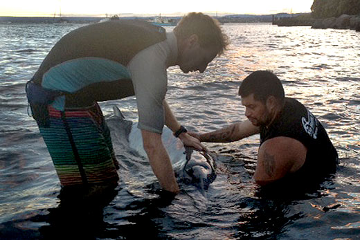 SunLive - Whale dies at Pilot Bay - The Bay's News First