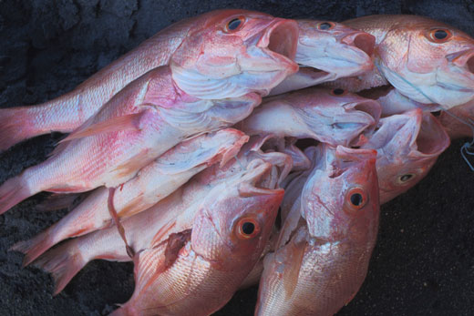 SunLive - Skipper fined for dumping fish - The Bay's News First