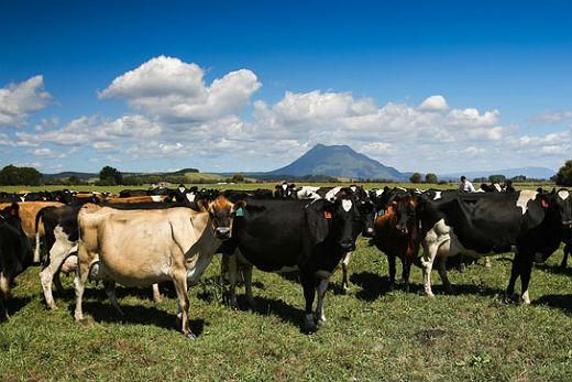 SunLive - Maori farming accelerating - The Bay's News First