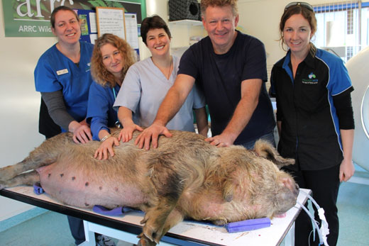 SunLive - Porky pigs' surgery for sight - The Bay's News First