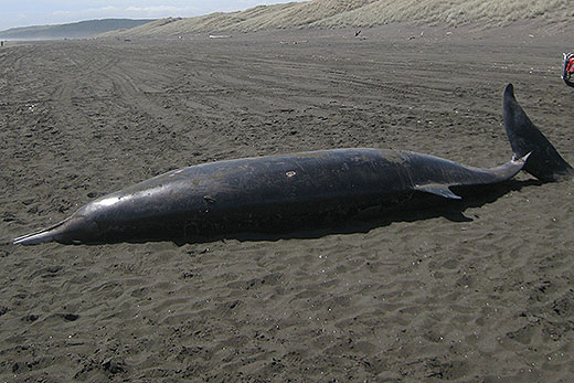 SunLive - Dead whale washes up in EBOP - The Bay's News First