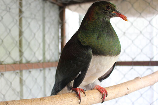 SunLive - Kereru Bert set to be freed - The Bay's News First