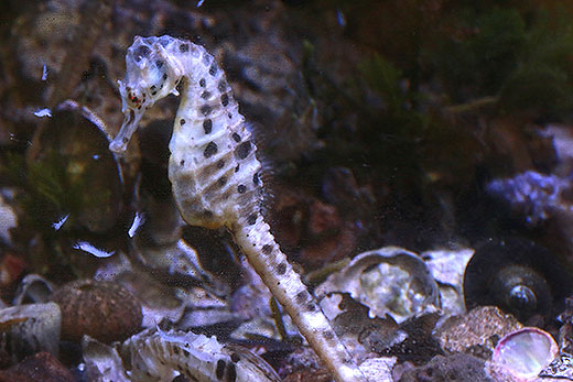 SunLive - Marine life up close - The Bay's News First