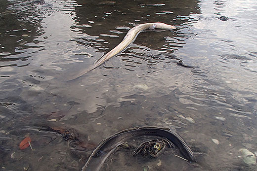 SunLive - Dead eels found near park - The Bay's News First
