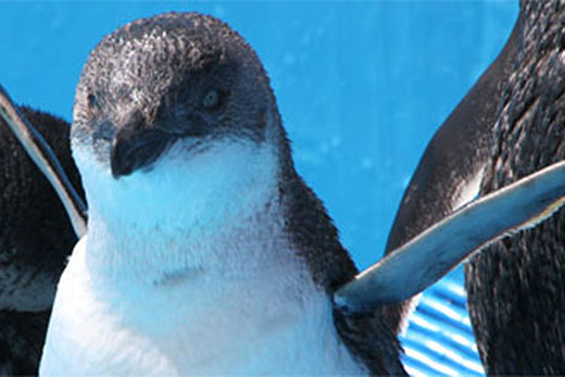 SunLive - Giant penguin fossil goes digital - The Bay's News First