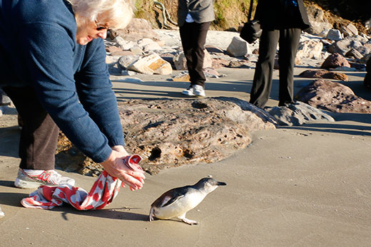 SunLive - ‘Cheeky’ oil spill penguin released - The Bay's News First