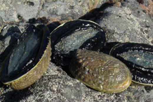 SunLive - Toxin warning extended to Whangamata - The Bay's News First