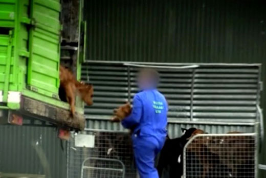 SunLive - Charges laid in calf cruelty case - The Bay's News First