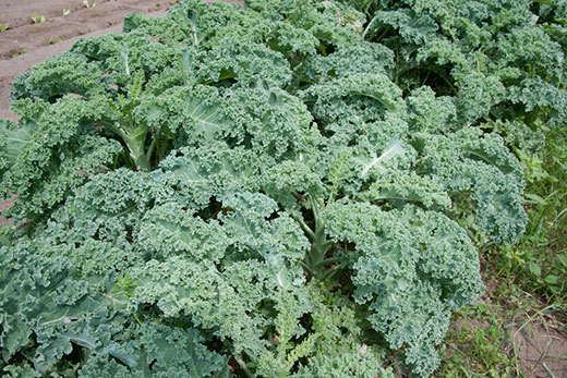 SunLive - Stem rot hits kale crops - The Bay's News First
