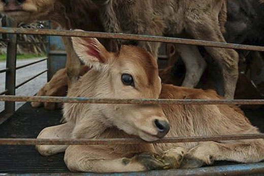 SunLive - Taking action for bobby calf welfare - The Bay's News First