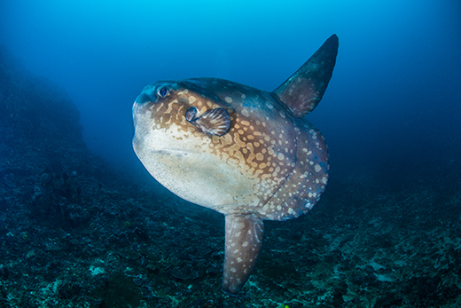 SunLive - Whale? Shark? It’s a sunfish - The Bay's News First