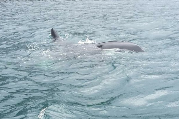 SunLive - Harbourmaster stood down for orca rescue - The Bay's News First