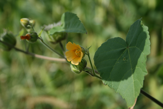 SunLive - Move fast to eradicate velvetleaf - The Bay's News First