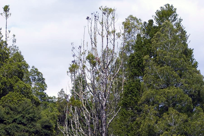 SunLive - Kaimai check for kauri dieback - The Bay's News First