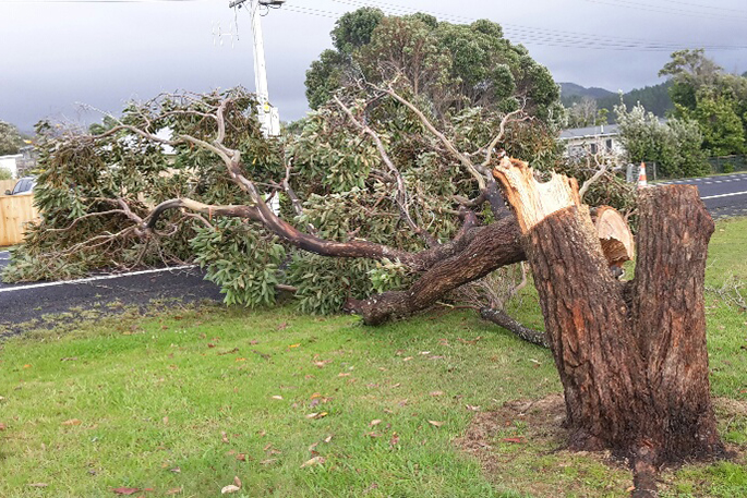 SunLive - Vandals destroy Whitianga tree - The Bay's News First