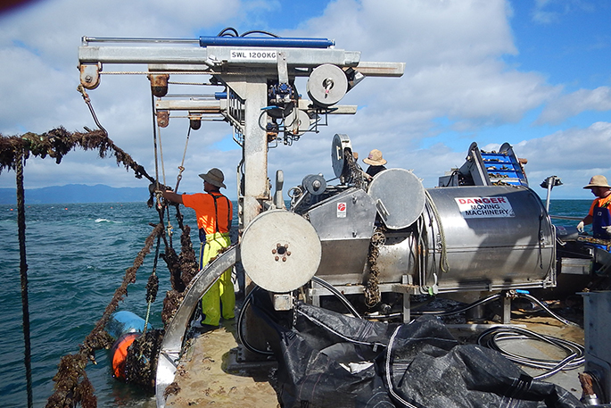 SunLive - Eight mussel barges issued notices - The Bay's News First