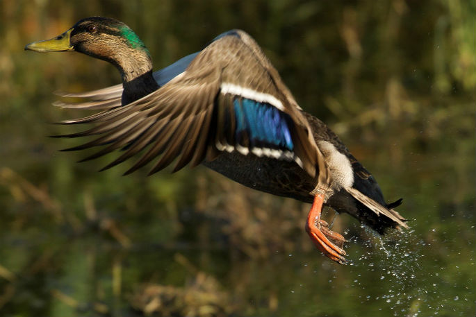 SunLive - Perfect weather for ducks - The Bay's News First