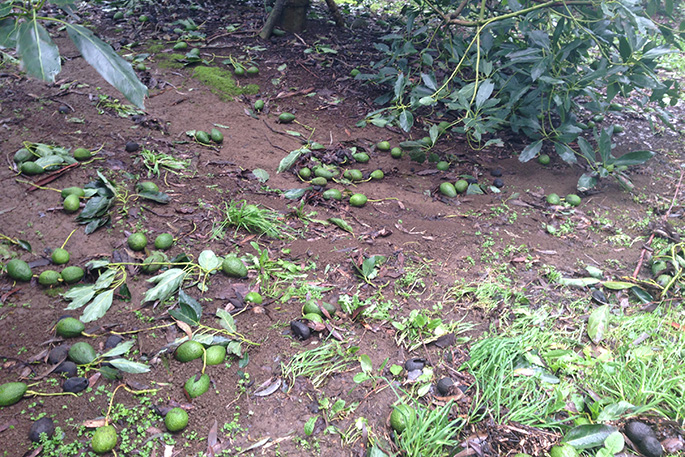 SunLive - Suspected stolen avos sold at Mount - The Bay's News First