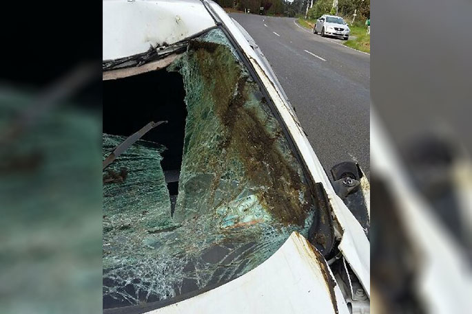 SunLive - Driver uninjured after hitting cow - The Bay's News First