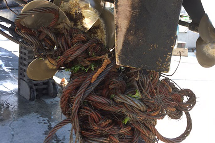 SunLive - Tangled catch just the limit - The Bay's News First