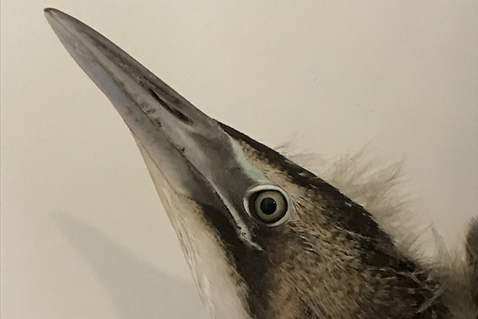 SunLive - Rare bittern chicks rescued - The Bay's News First