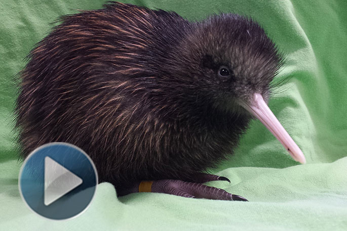 SunLive - Rare kiwi footage captured - The Bay's News First