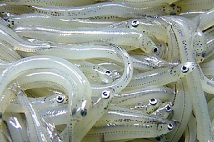 SunLive - Whitebait at risk of quick extinction - The Bay's News First