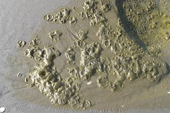 SunLive - Brown sludge a natural occurrence - The Bay's News First