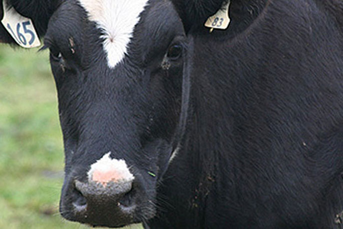 SunLive - Cow hit by logging truck - The Bay's News First