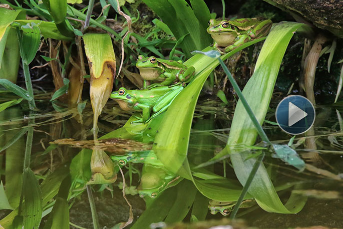 SunLive - Frog invasion in Papamoa - The Bay's News First