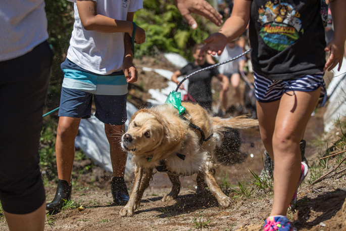 SunLive - Furry friends turn to mud - The Bay's News First