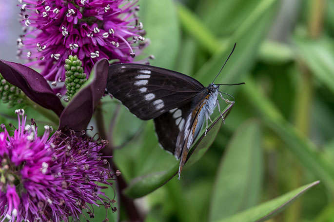 SunLive - Japanese butterflies fluttering in NZ - The Bay's News First