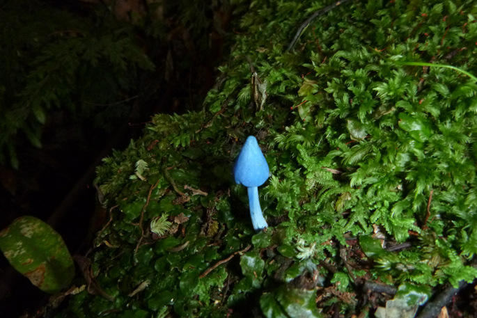 SunLive - Blue mushrooms spotted in Rotorua reserve - The Bay's News First