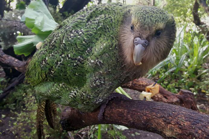 SunLive - Kākāpō wins bird of the year for second time - The Bay's News ...