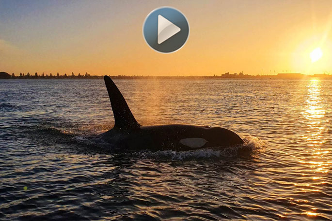 SunLive - Home - The Bay's News First