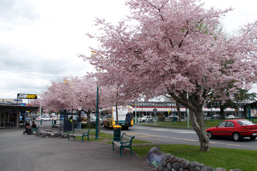 SunLive - Greerton's cherry blossom request - The Bay's News First