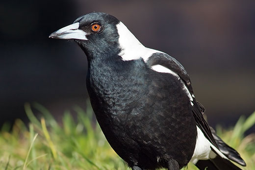 SunLive - Beware of aggressive magpies - The Bay's News First
