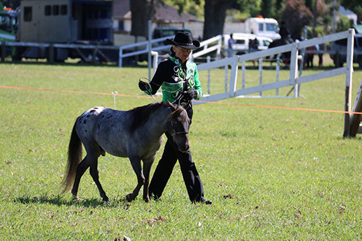 SunLive - Action packed A&P show - The Bay's News First