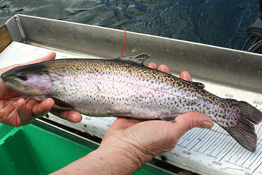 SunLive - Anglers hoping to reel in $25k - The Bay's News First