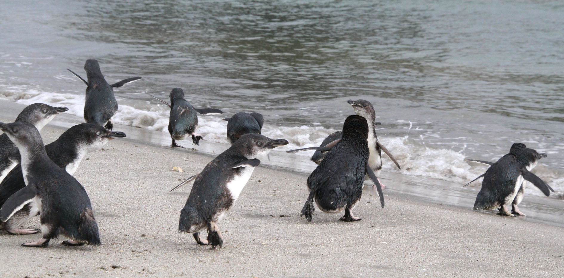 SunLive - Penguins: rescue to recovery - The Bay's News First