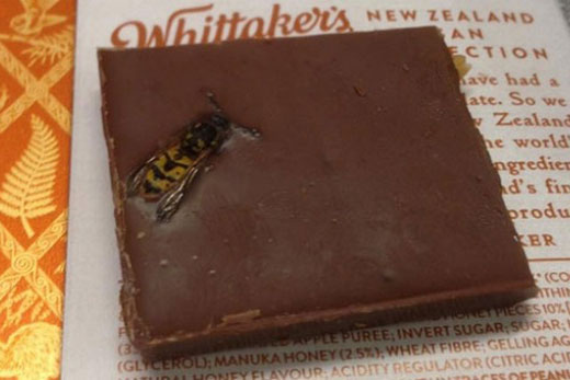 SunLive - Chocolate's stinging surprise - The Bay's News First