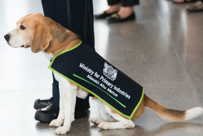SunLive - Detector dogs nosey in - The Bay's News First