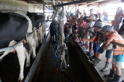 SunLive - “Fish bowl” dairy farm opens to public - The Bay's News First