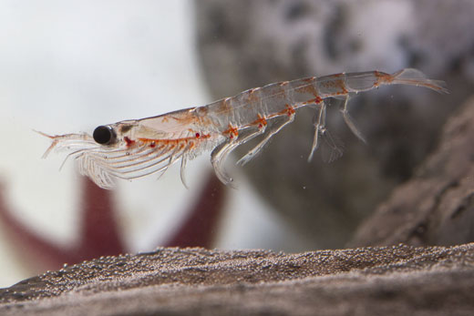 SunLive - 'Oil spill' confirmed as krill - The Bay's News First