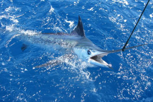 SunLive - Marlin spikes fisherman - The Bay's News First